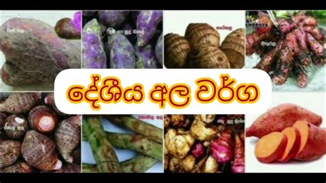 දේශීය අල වර්ග Youtube