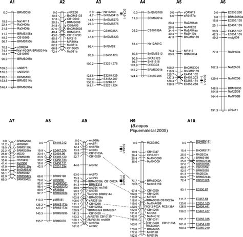 Genetic Linkage Map Of Brassica Rapa Developed Based On 96 Recombinant