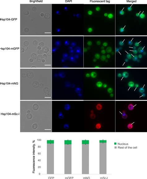 Top Subcellular Localisation Of Hsp104 Tagged With Fluorophores Live Download Scientific