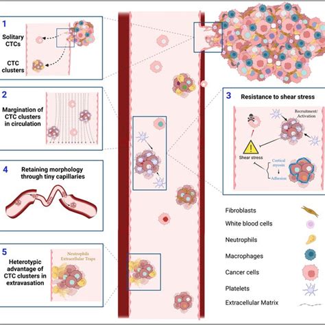Distinct Advantages Of Ctc Clusters During The Metastatic Cascade 1