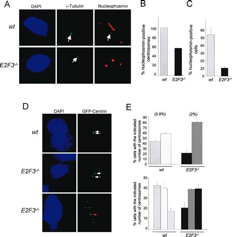 Inactivation Of E2f3 Results In Centrosome Amplification Cancer Cell