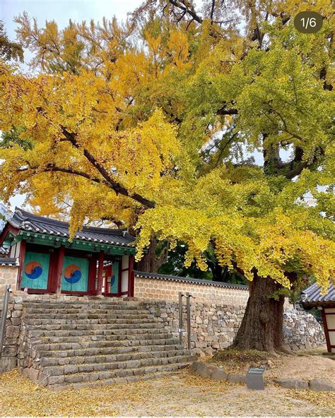 Manjo 다음주 수요일에는 서산향교카페만조 투어 어떠세요 서산향교 현상태래요🍂🍁 여러분 서산향교라는 곳에 500년된 은행나무가 있는거 아셨나요 저는 몰랐습니다