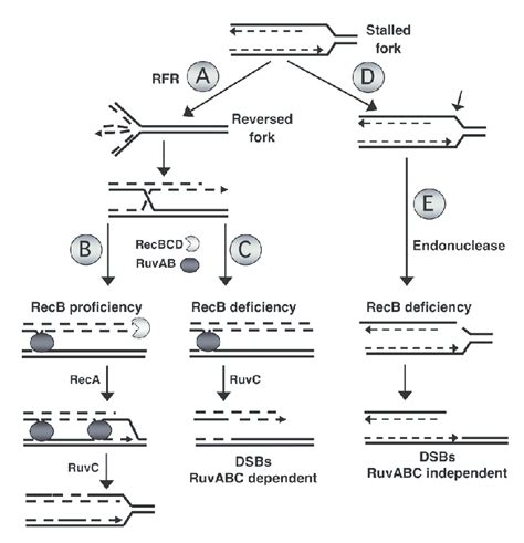 The Fate Of The Stalled Forks In The First Step A The Replication Download Scientific The Fate Of The Stalled Forks In The First Step A The Replication Download Scientific