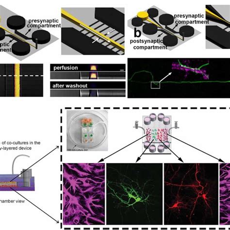 A Microwell Based Pif Microfluidic Device For Intercellular