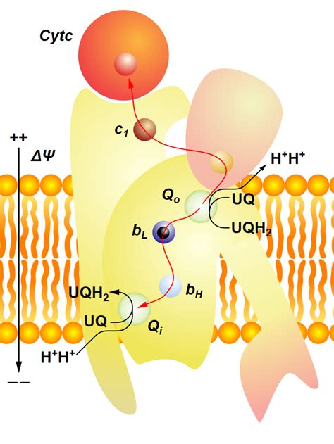 Figure 1 Cartoon Of The Bc1 Complex Showing Electron Bifurcation Red