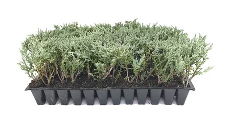 Juniper Angelica Blue 3 Live Plants Juniperus Chinensis Drought