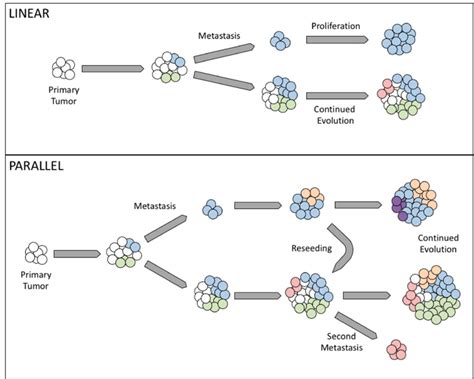 Comparison Of Linear And Parallel Forms Of Clonal Evolution Upper Download Scientific Diagram