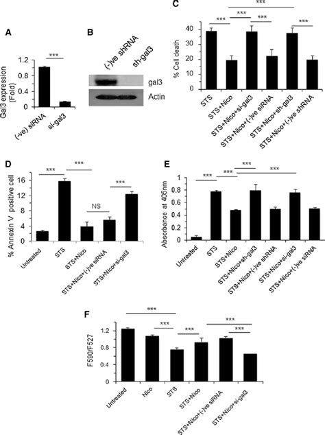 Galectin 3 Reduces Apoptosis Through Promotion Of Mitochondrial Download Scientific Diagram