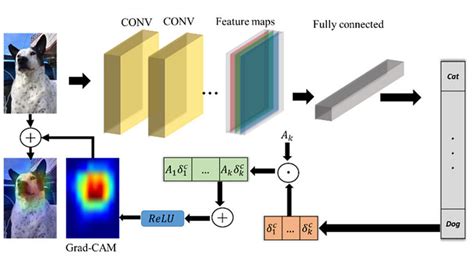 Easy Explain Explainable Ai With Gradcam Towards Ai