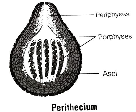 At A Stage Of Their Cycle Ascomycetes Fungi Produce The Fruiting Bodi