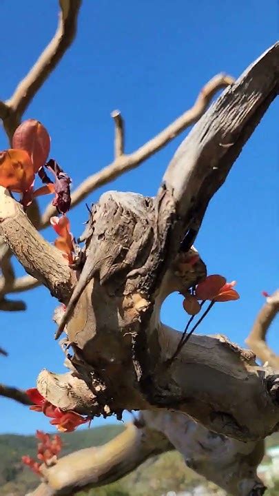 추운겨울 벌거벗은 나무 Youtube