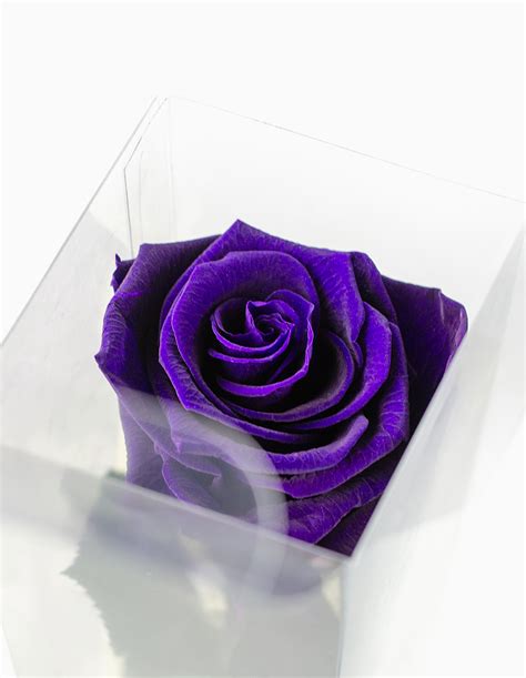 Rosa Violeta Preservada Entrega Grátis Flores No Cais