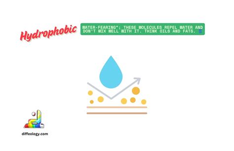 Difference Between Hydrophilic And Hydrophobic Diffeology
