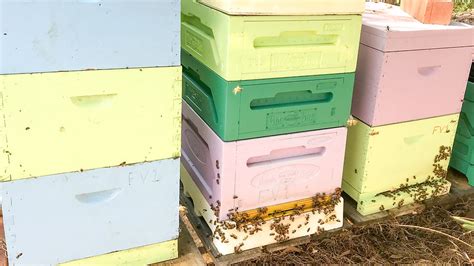 What Type Of Hive Should I Get