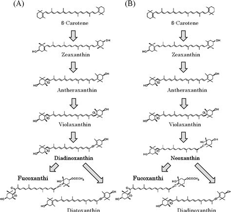 Figure 1 From Biosynthetic Pathway And Health Benefits Of Fucoxanthin