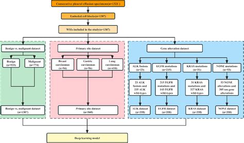 Figure 1 From Deep Learning Based Classification And Targeted Gene Alteration Prediction From