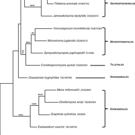 Maximum Likelihood Ml Tree Showing Results Of Ml And Maximum