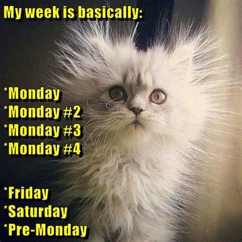 True Book Addictbooks Cats And More September 2015