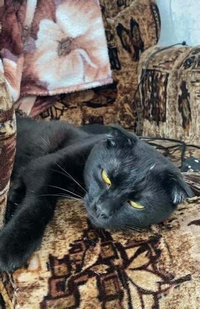 Пропала кот По кличке огурчик Чёрный вислоухий на шейке белое пятнышко и на голове небольшое