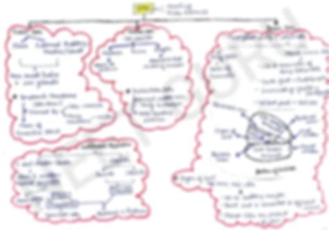 SOLUTION Chap Neural Control And Coordination Mind Map Studypool