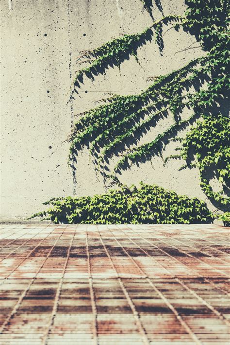 무료 이미지 나무 분기 식물 목재 덩굴 잎 벽 녹색 여자 이름 금속 흙 콘크리트 미술 스케치 그림 초목 바닥 3857x5785