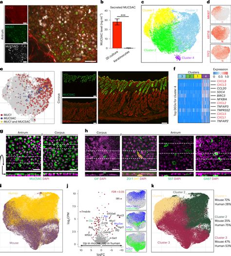Characterization Of Human Gastric 2d Cultures A Representative