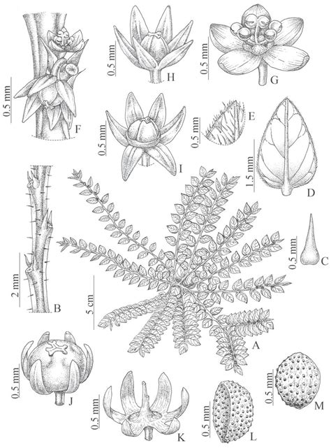 Species New To Science [botany • 2022] Phyllanthus Pterocaulis Phyllanthaceae • A New
