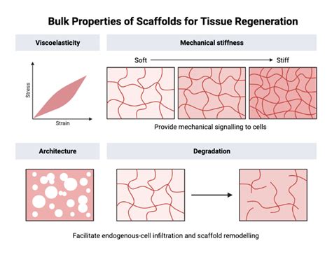 Bulk Properties Of Scaffolds For Tissue Regeneration Biorender