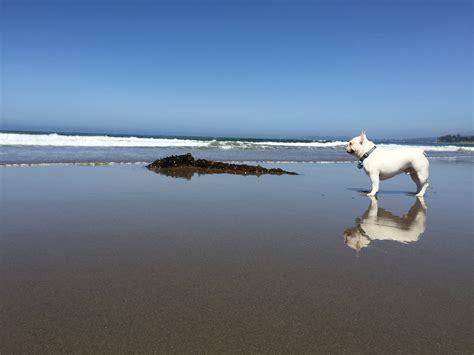 Compassion Through Action Compassion Through Action