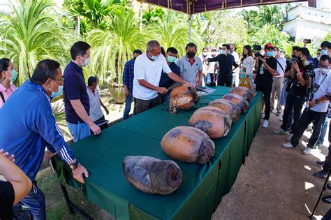 มหัศจรรย์มะพร้าวทะเล สุกพร้อมกัน 7 ลูก ราคา 8 แสน สวนนงนุชพัทยา เตรียมนำไปขยายพันธุ์เพื่อ