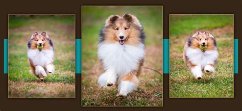 Ch. Jade Mist Pieces of Time