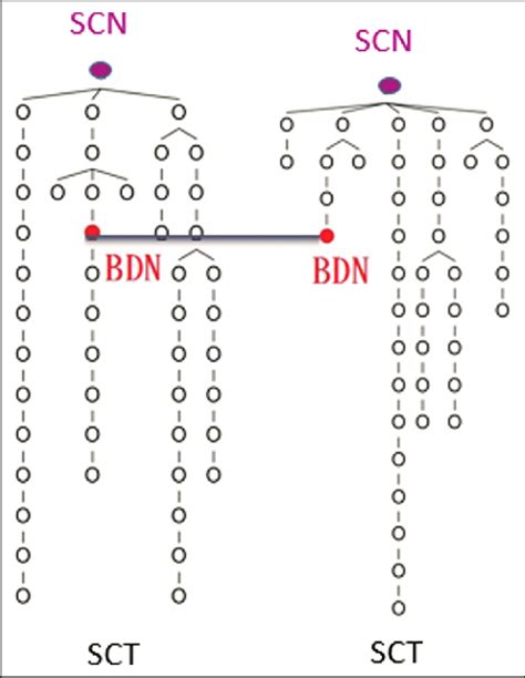Examples Of Scts Scns And Bdns Download Scientific Diagram