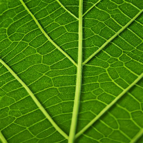 AI Image Texture Of Leaf Images
