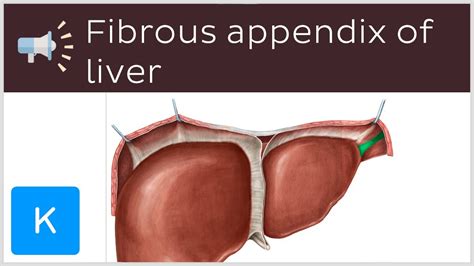 Fibrous Appendix Of Liver Anatomical Terms Pronunciation By Kenhub
