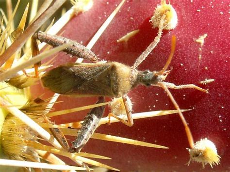 Prickly Pear Bug Narnia Femorata Bugguide Net