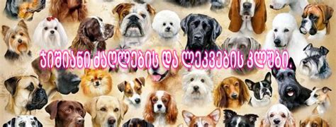 ჯიშიანი ძაღლების და ლეკვების კლუბი