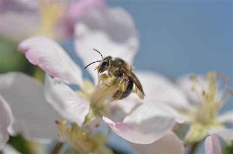 Vol 37 2024 Journal Of Pollination Ecology