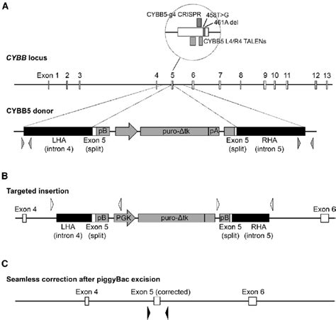 Cybb Exon 5 Correction Strategy A Cybb Locus With Magnified Download Scientific Diagram