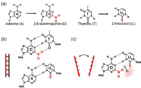 Figure 5 From Sequence Specific Recognition Of Double Stranded Dna By