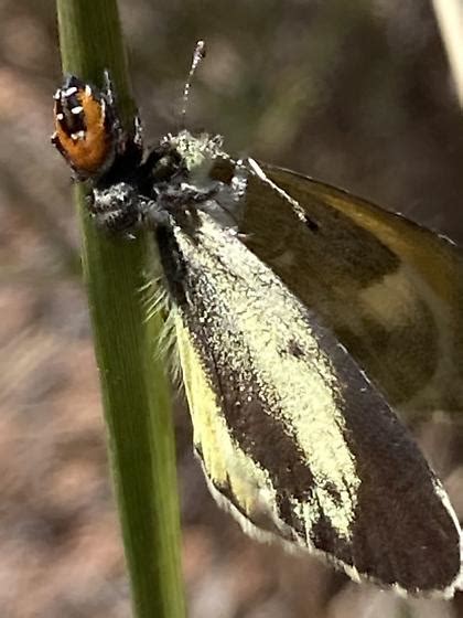 Phidippus Johnsoni Phidippus Bugguide Net