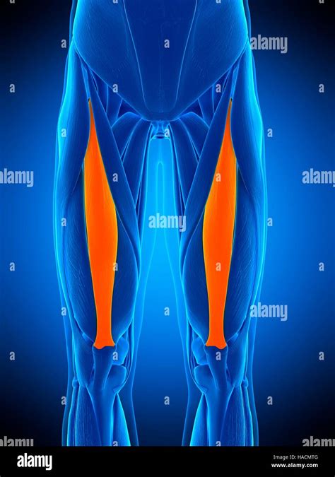 Rectus Femoris Muscle High Resolution Stock Photography And Images Alamy