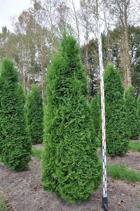 Туя западная Пирамидалис Компакта "Pyramidalis Compacta" купить по цене ...