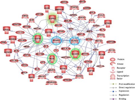 Gene Expression Network Showing Direct Linkages Between Genes Download Scientific Diagram