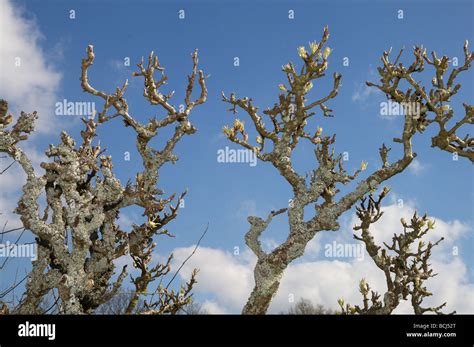 Heavily Pruned Pear Pear Tree Hi Res Stock Photography And Images Alamy
