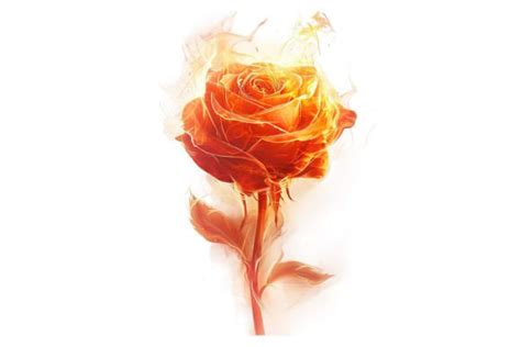 Blooming Rose From Fire And Flame On Bla Graphic By Saydurf · Creative