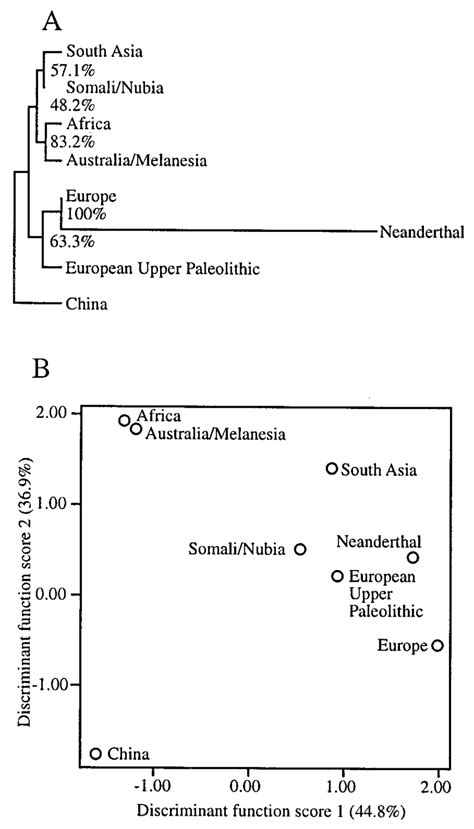 A Neighbor Joining Dendrogram Depicting The Similarities And