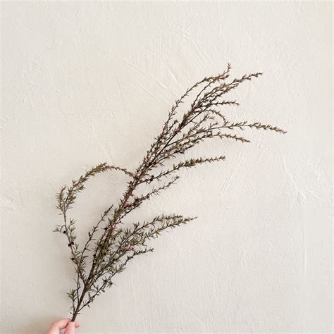 Manuka Stem Madam Rat