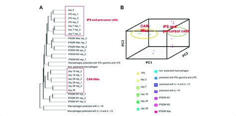 car expressing ipscs can differentiate into car macrophage cells a