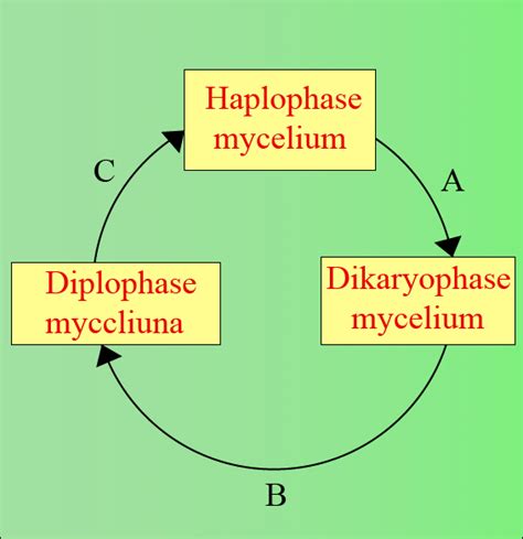 Phylum Zygomycota Life Cycle