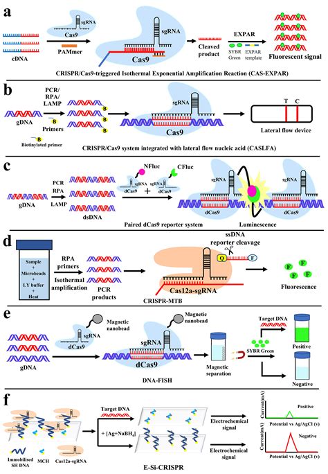 Crisprcas Based Biosensor As A New Age Detection Method For Pathogenic Bacteria Acs Omega